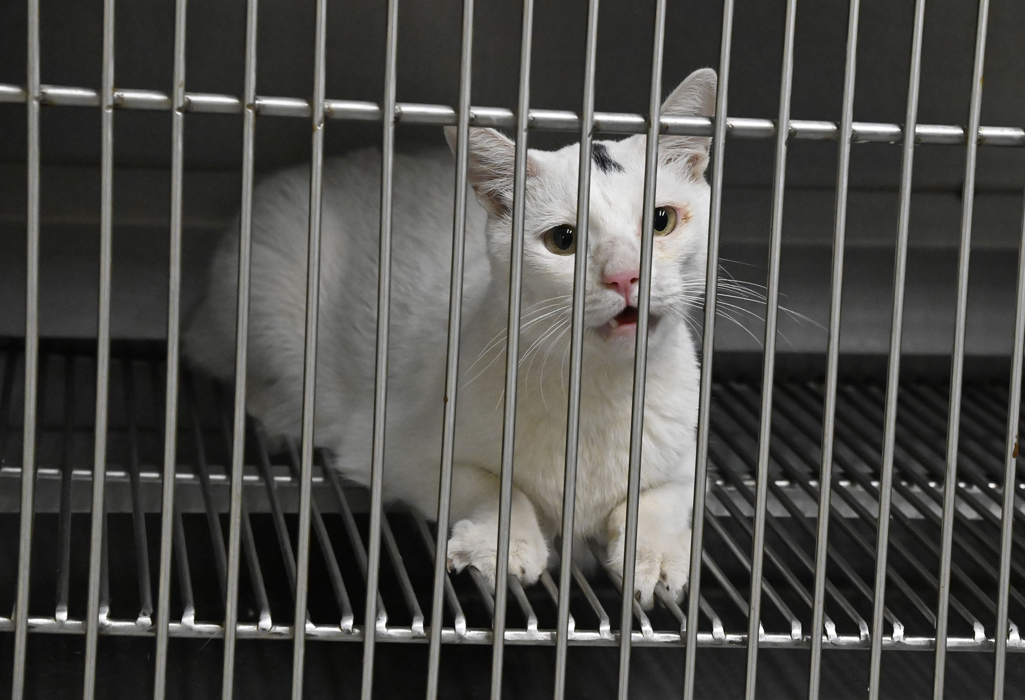 MALTRATO ANIMAL, UN PROBLEMA QUE DEBE ATENDERSE DESDE LOS MALOS HÁBITOS ...